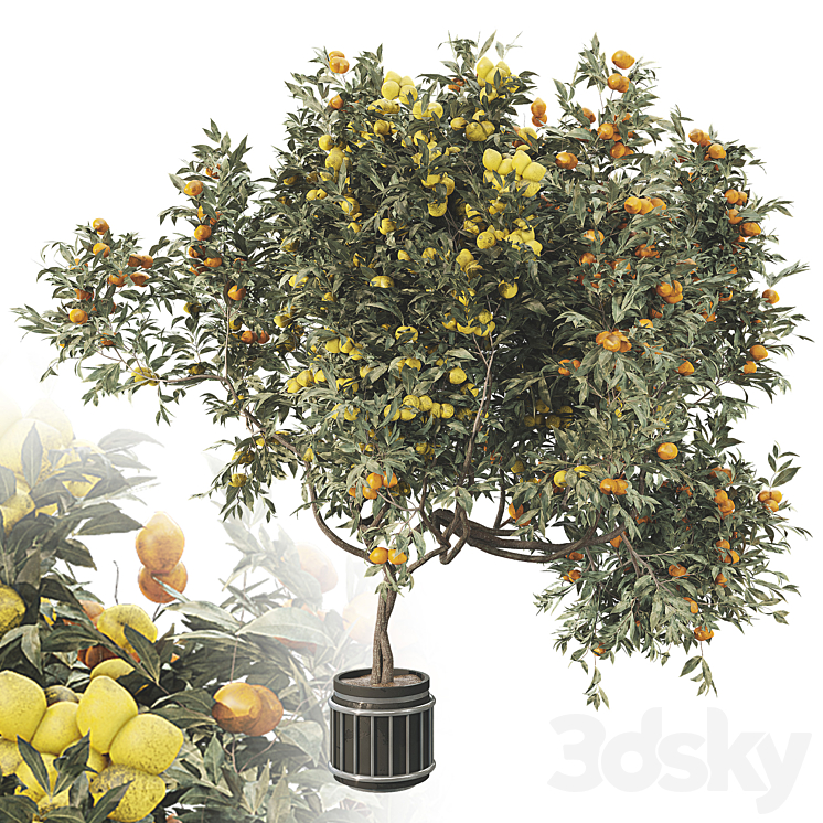 Lemon tree 02 - Indoor - 3D model