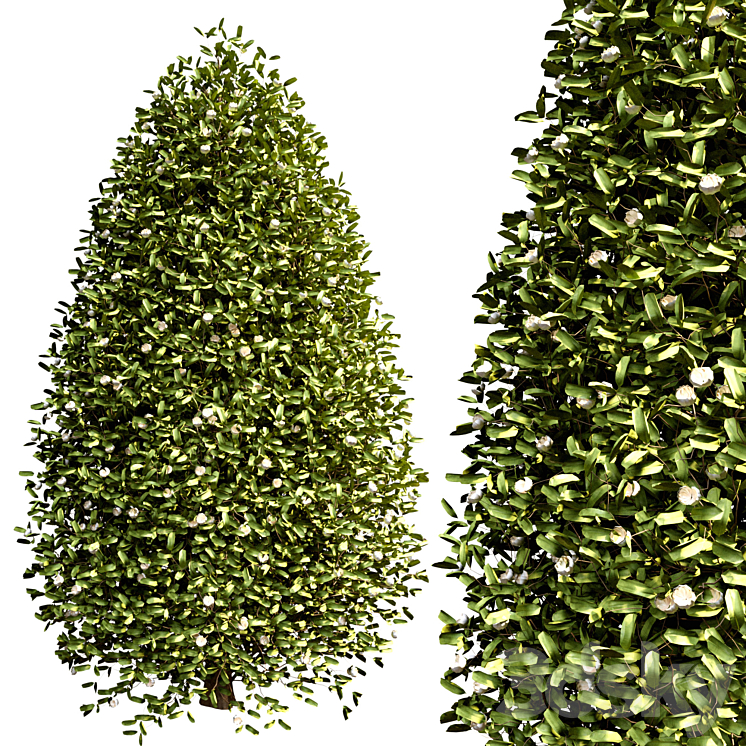 fit tree - Tree - 3D model