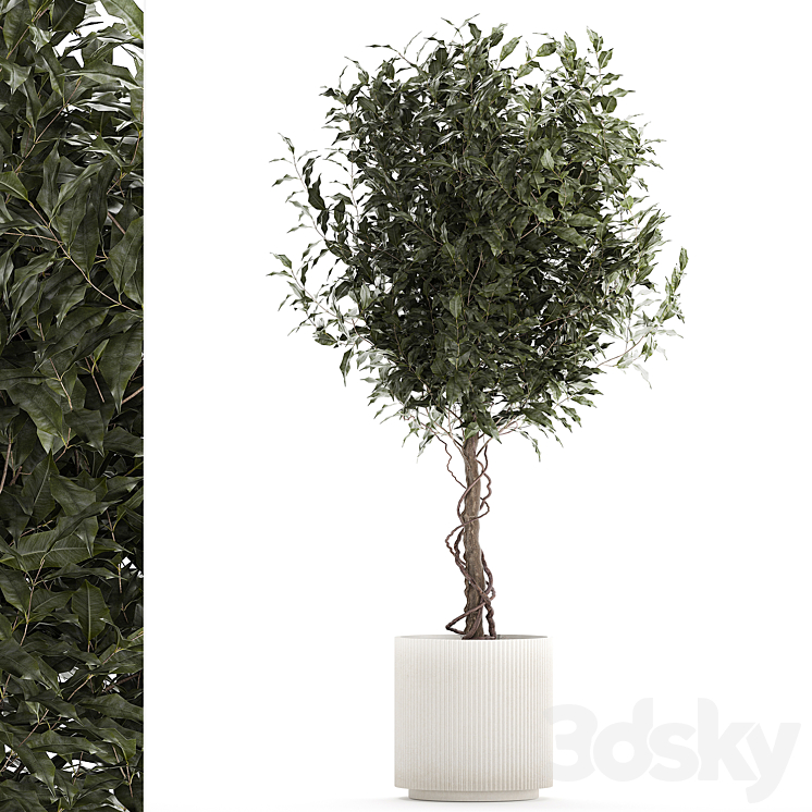 Beautiful interior tree in a modern pot Ficus benjamina. 1232 - Indoor ...