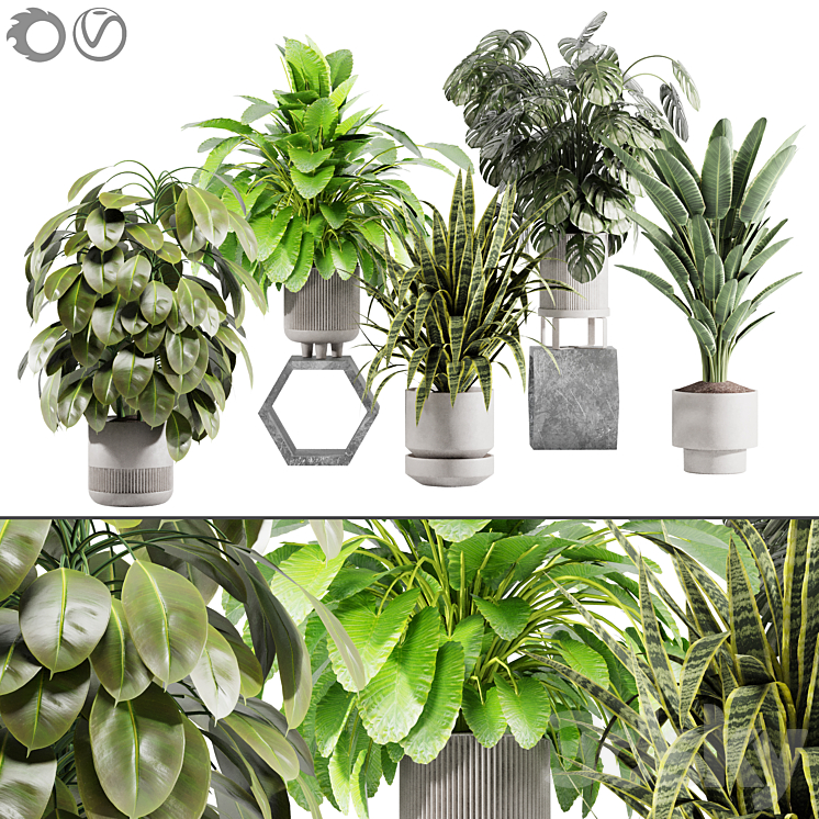 plant collection set 13 - Indoor - 3D model