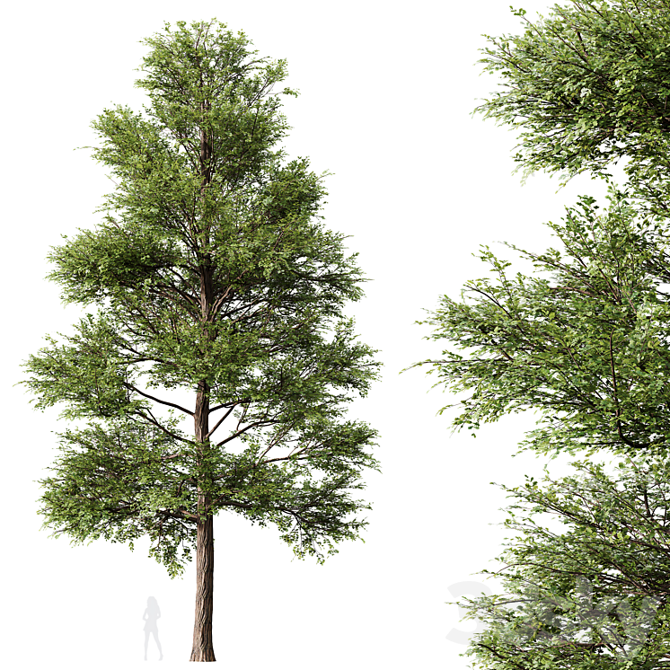 HQ Plants Oak Tree - Tree - 3D model