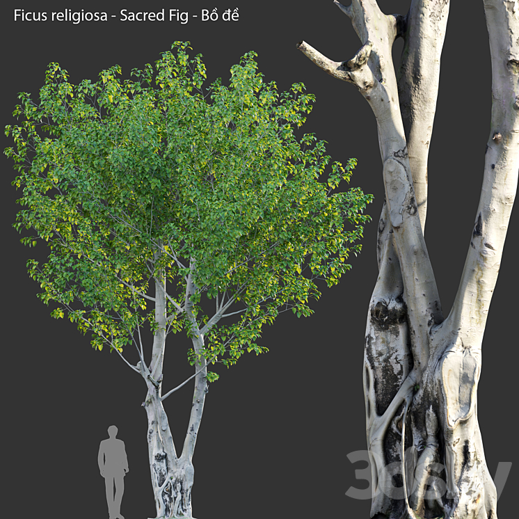 Ficus religiosa - Sacred Fig - Bồ đề - Tree - 3D model