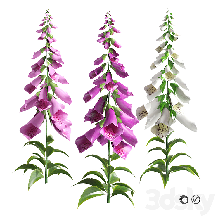 Foxglove flowers - Outdoor - 3D model