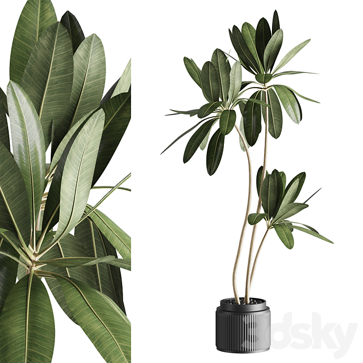 Ficus 001 - Indoor - 3D model