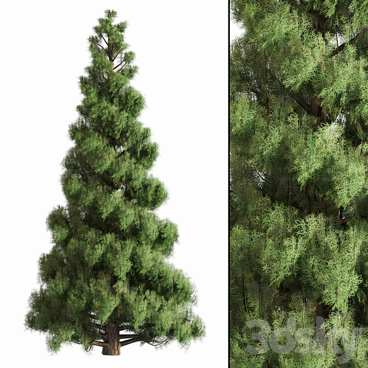 Pine Tree Set_01 - Tree - 3D model