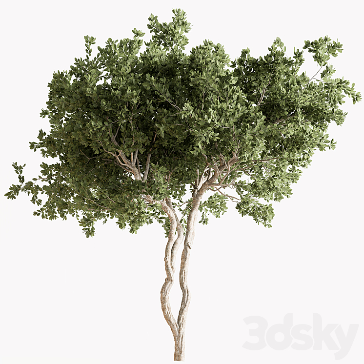 Barreta Tree Set 298 - Tree - 3D model