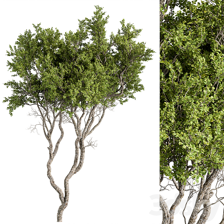 Boxwood Tree Set 301 - Tree - 3D model