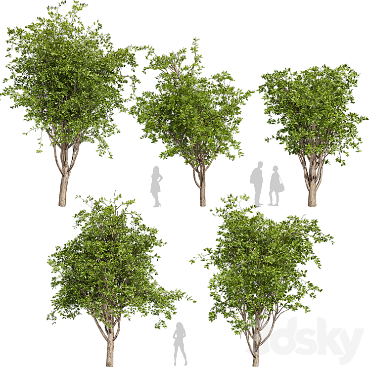 Collection plant vol 566 - tree - mulberry - Tree - 3D model