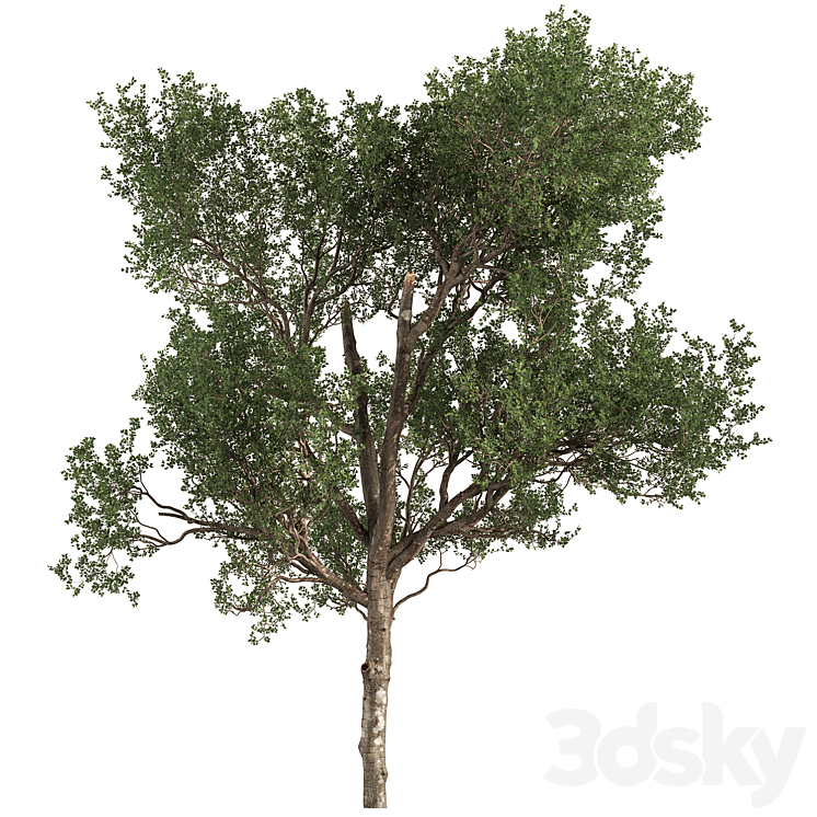 Populus Tree Set 326 - Tree - 3D model