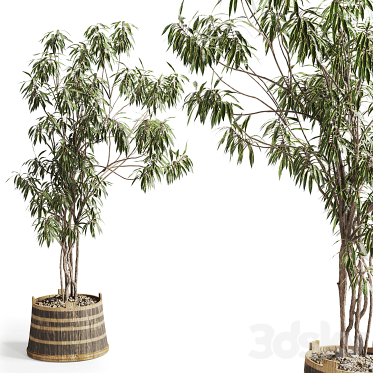 Song of India Tree in Pot - Indoor - 3D model