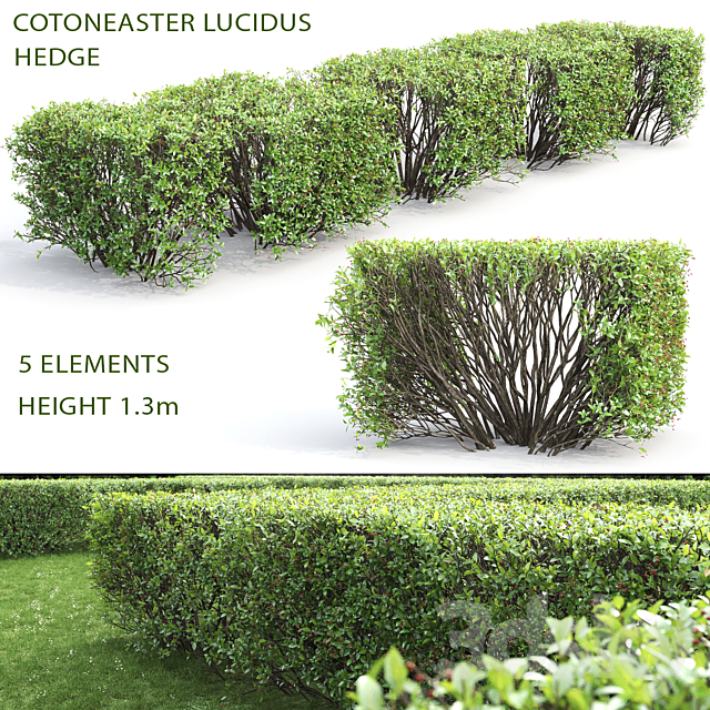 Cotoneaster 3D Max - 3DMAXTER