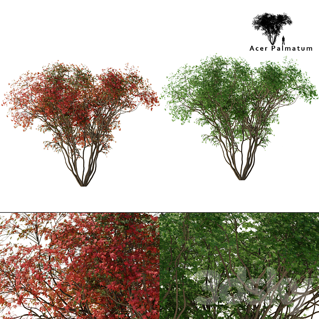 Japanese maple season 2 | Acer palmatum tree 3D Max - 3DMAXTER