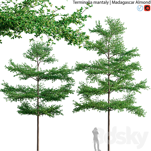 Terminalia mantaly | Madagascar almond - Tree - 3D Models