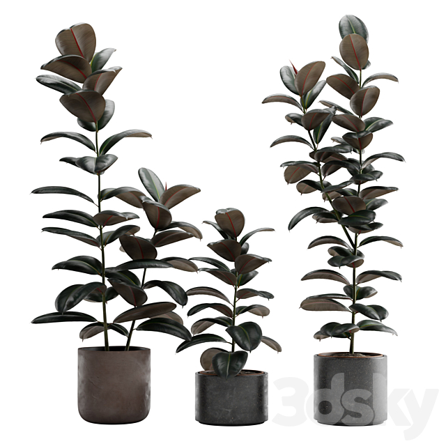 Ficus Elastica Burgundy (Rubber Tree) - Indoor - 3D Models