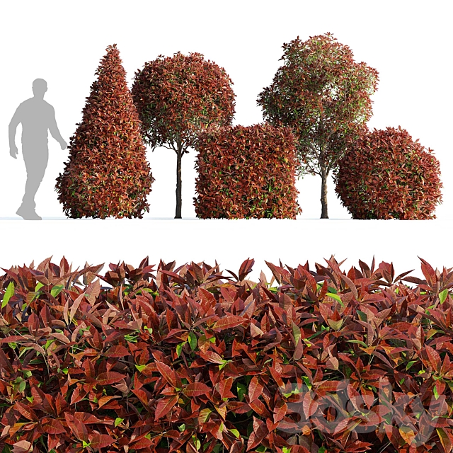 Photinia fraseri Red Robin (Photinia fraseri Red Robin) - No.2 3D Max ...
